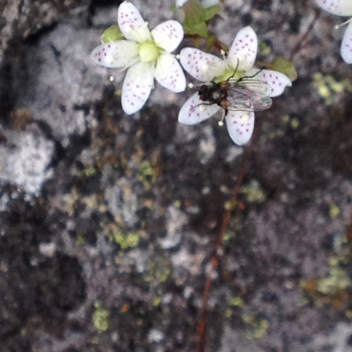 Stream SimSag music | Listen to songs, albums, playlists for free on ...