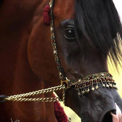 Stream fatima badran | Listen to Quran playlist online for free on ...