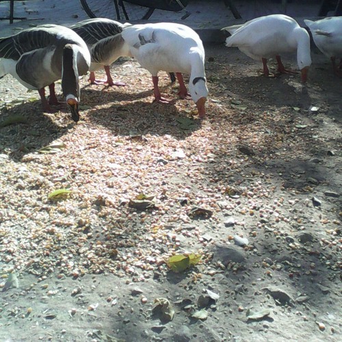 Stream Rimsha Sajjad 3 music | Listen to songs, albums, playlists for ...