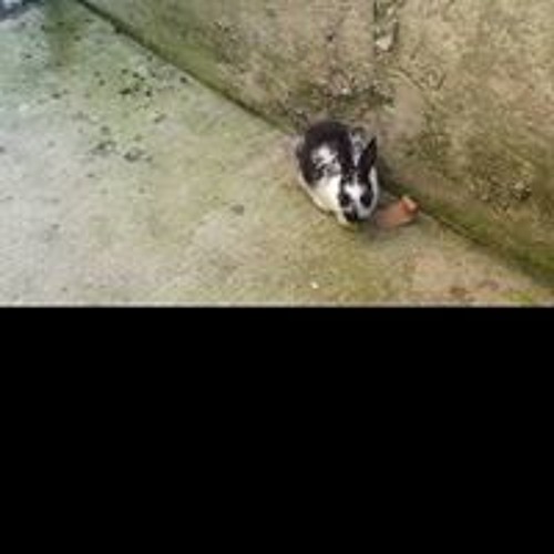 Stream John Minecraft Angulo music | Listen to songs, albums, playlists ...