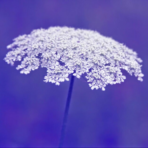 Stream May Yip music | Listen to songs, albums, playlists for free on SoundCloud