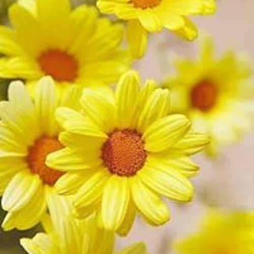 Stream Yara Mohammad music | Listen to songs, albums, playlists for ...