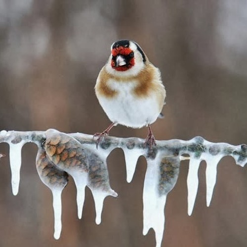 Stream Mansour Amini music | Listen to songs, albums, playlists for ...