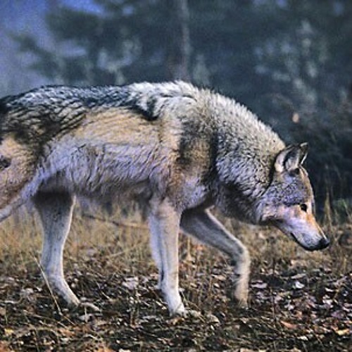 Stream waffle-wolf music | Listen to songs, albums, playlists for free ...