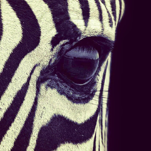 Stream Nandi love music | Listen to songs, albums, playlists for free ...