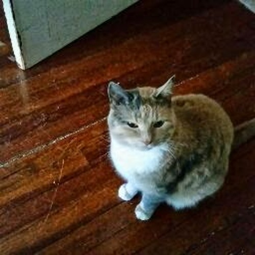 Stream C.J. Fox music | Listen to songs, albums, playlists for free on ...