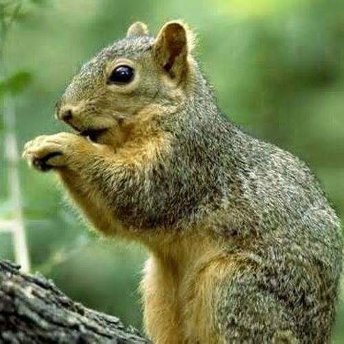 Stream squirrel.exe music | Listen to songs, albums, playlists for free ...