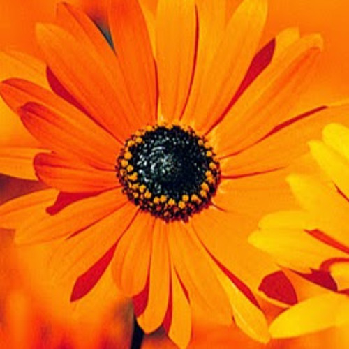 Stream moses otieno music | Listen to songs, albums, playlists for free ...