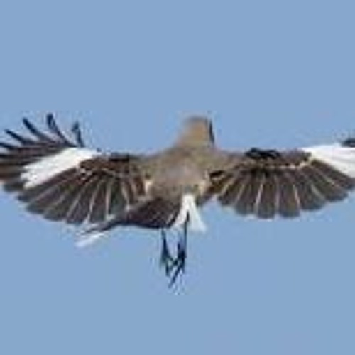 Stream 05 - Vinnie The Hippo by Todd Apperson | Listen online for free ...