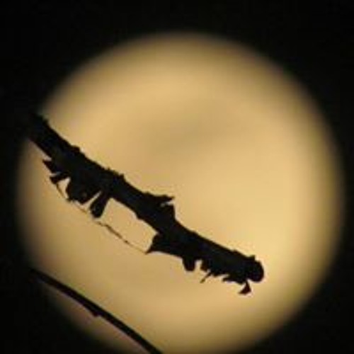 Stream Anne Novak music | Listen to songs, albums, playlists for free ...