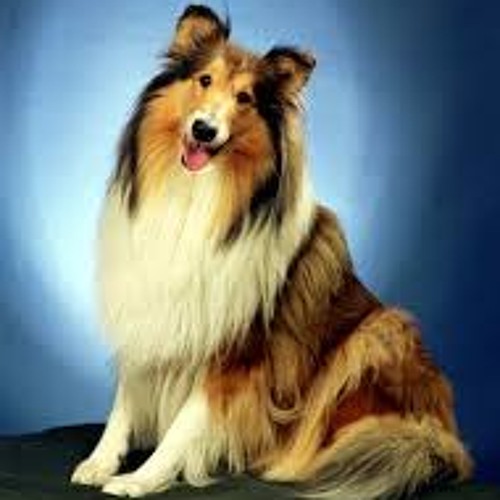 Stream Lassie music | Listen to songs, albums, playlists for free on ...