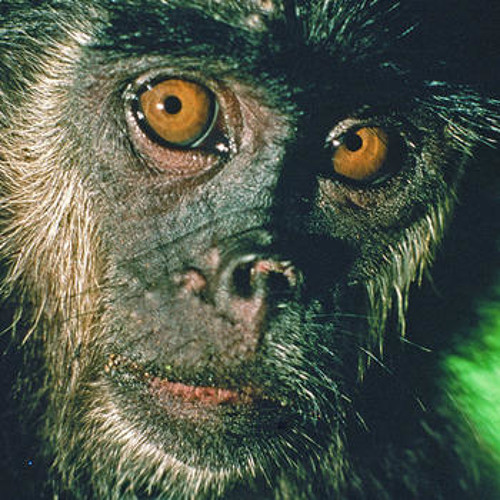 Stream moemoe music | Listen to songs, albums, playlists for free on ...