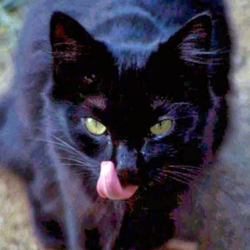 Stream Hanging Tree - Man Voice by Great 7600 | Listen online for free ...