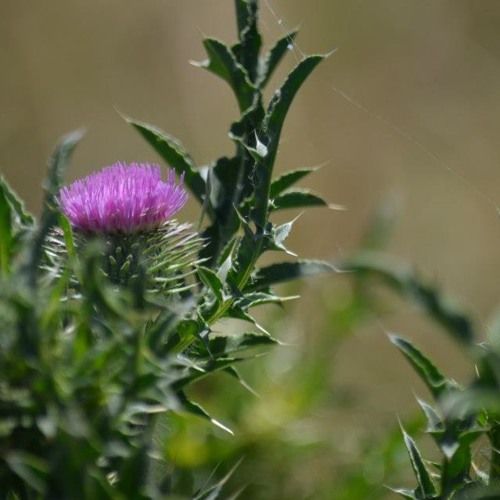 Stream Candelaria Mc Lean music | Listen to songs, albums, playlists for free on SoundCloud