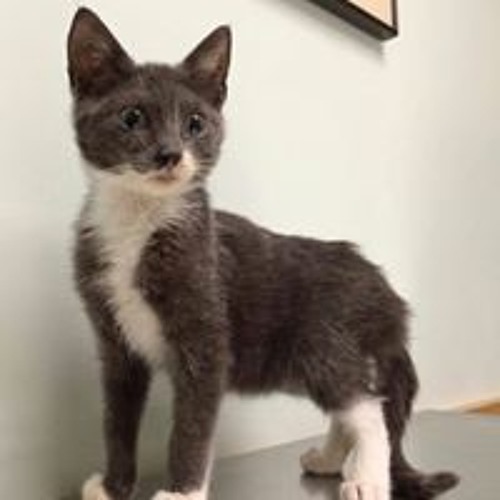 Stream Angela Zaccaro-Gaughan music | Listen to songs, albums ...