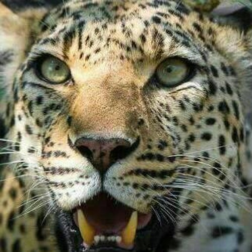 Stream Loud H Mbada King music | Listen to songs, albums, playlists for ...