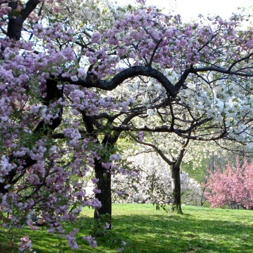 Stream Ky Niem Nao Voi Tan by Kenvin Nguyen | Listen online for free on ...