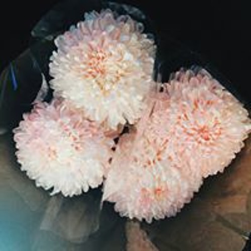 Stream Siri Rose music | Listen to songs, albums, playlists for free on ...