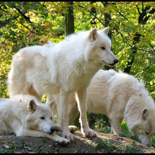 Stream Joseph Castello music | Listen to songs, albums, playlists for ...