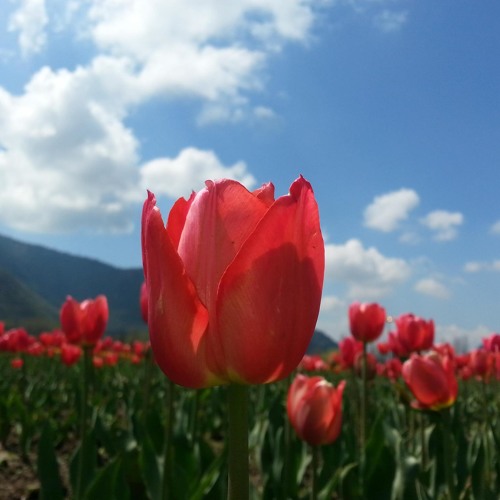 Stream Gul E Laala music | Listen to songs, albums, playlists for free ...