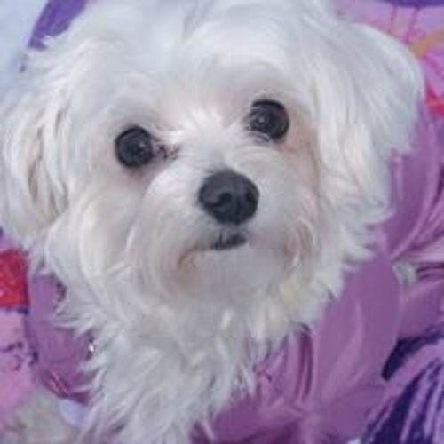 Stream Lena Carina Elisa music | Listen to songs, albums, playlists for ...