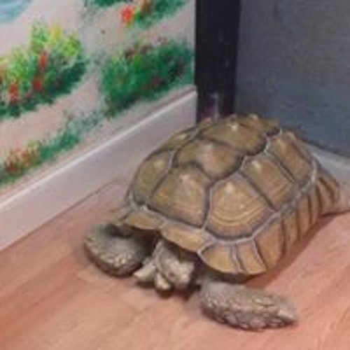 Stream Barbara Rice Hall music | Listen to songs, albums, playlists for ...