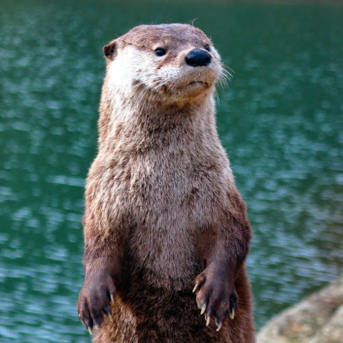 Stream PFO Dev Talk - Mark Kalmes by Morbis MIA | Listen online for ...