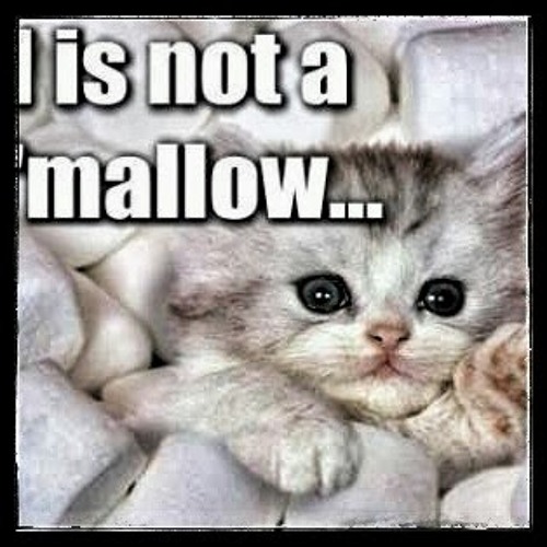 Stream Lance Raney music | Listen to songs, albums, playlists for free ...