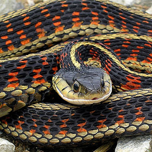 Stream Salt Snake music | Listen to songs, albums, playlists for free ...