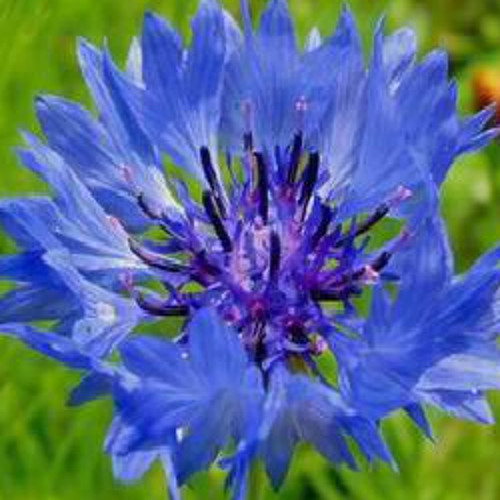 Stream alexia poulos music | Listen to songs, albums, playlists for ...