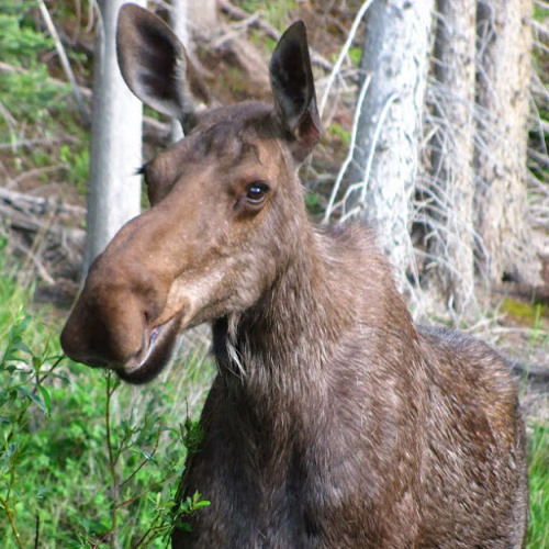 Stream Moo Moose music | Listen to songs, albums, playlists for free on ...