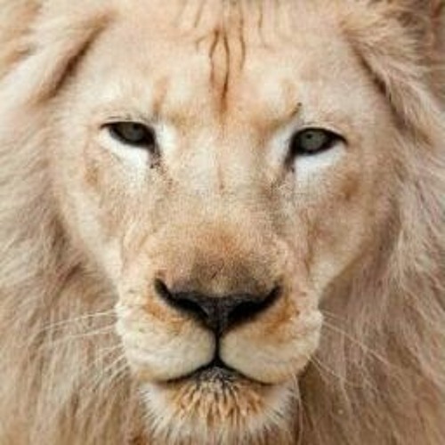 Stream Gregory Anselmi music | Listen to songs, albums, playlists for ...