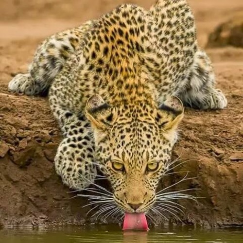 Stream Diana paloma Colombo music | Listen to songs, albums, playlists ...