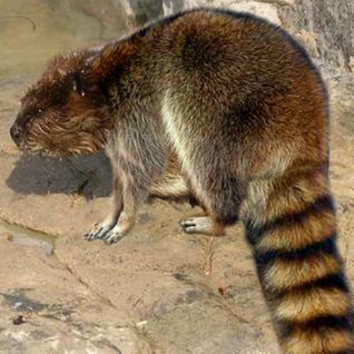 Stream beavcoon music | Listen to songs, albums, playlists for free on ...