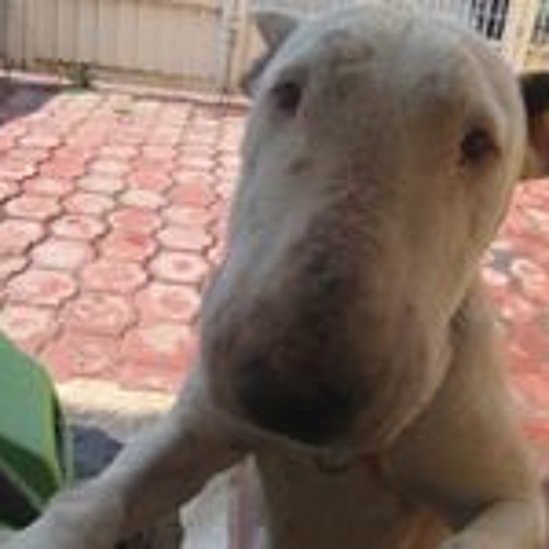 Stream Flor Botello music | Listen to songs, albums, playlists for free ...