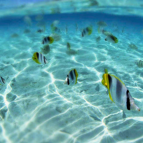 Stream Sameh Samir music | Listen to songs, albums, playlists for free ...