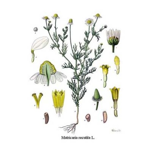 Stream Michelle Tung music | Listen to songs, albums, playlists for ...