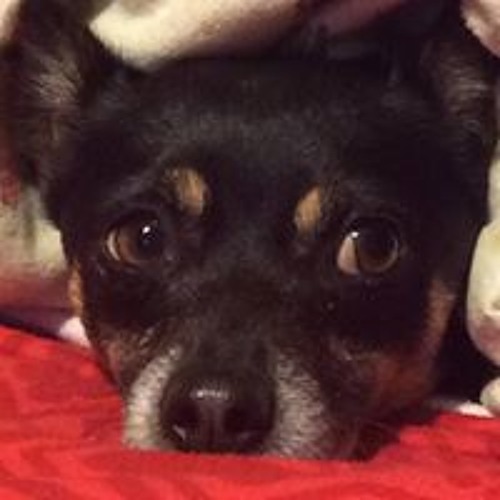 Stream Jesus Tafolla music | Listen to songs, albums, playlists for ...