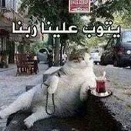 Stream Sara Diab music | Listen to songs, albums, playlists for free on ...