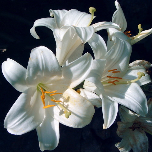 Stream Ivan Ivanko Buk music | Listen to songs, albums, playlists for ...