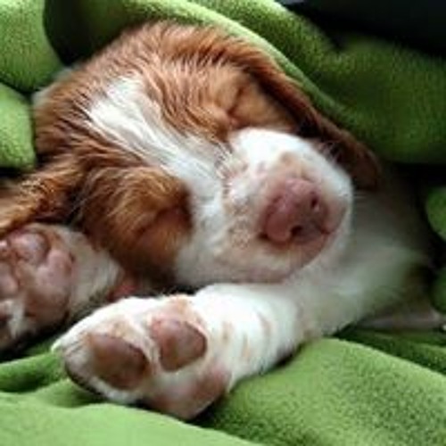 Stream Jill Weller Zueger music | Listen to songs, albums, playlists ...