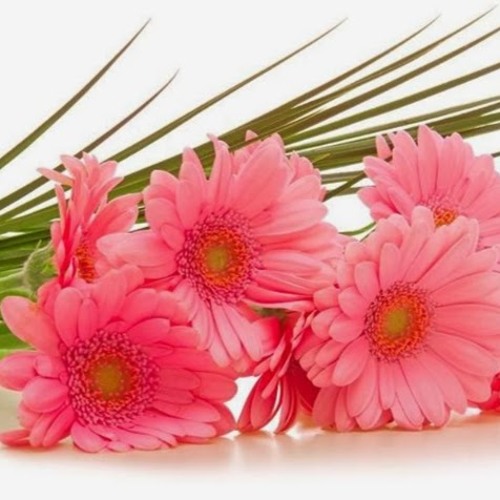 Stream Areeba Syed music | Listen to songs, albums, playlists for free ...