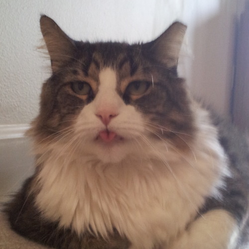 Stream Nicholas Pachter music | Listen to songs, albums, playlists for ...