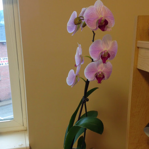 Stream Speech sample by Julia Mohn | Listen online for free on SoundCloud