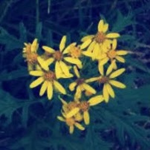 Stream lana.bee music | Listen to songs, albums, playlists for free on ...