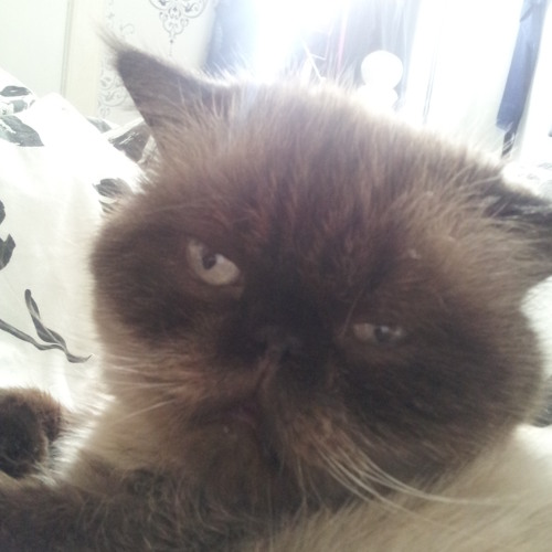 Stream Kat Quinn 1 music | Listen to songs, albums, playlists for free ...