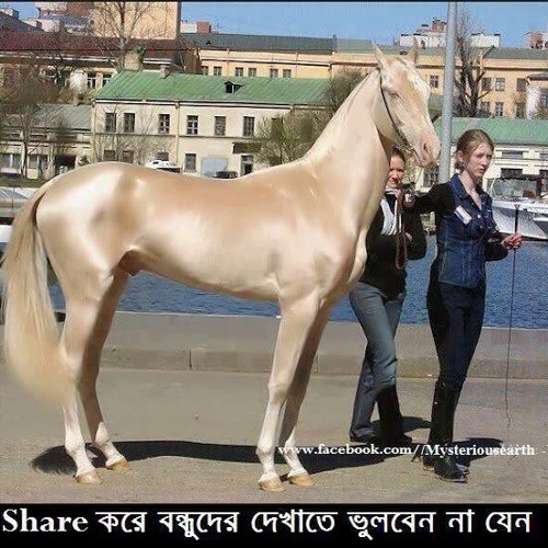 Stream MD RONY ALI music | Listen to songs, albums, playlists for free ...