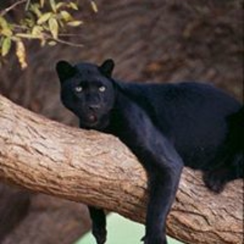 Stream Mikel Hancock music | Listen to songs, albums, playlists for ...