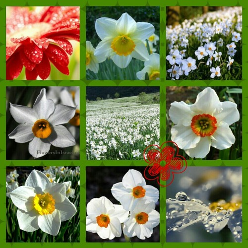 Stream AUD-20150922-WA0076.mp3 by Layla Al Chami⚘ | Listen online for ...