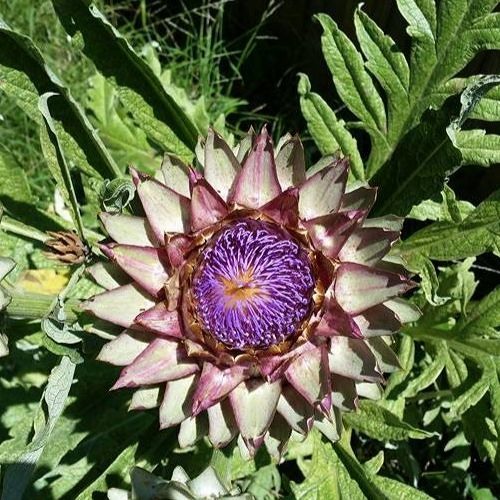 Stream Nut&2c/ear! music | Listen to songs, albums, playlists for free ...